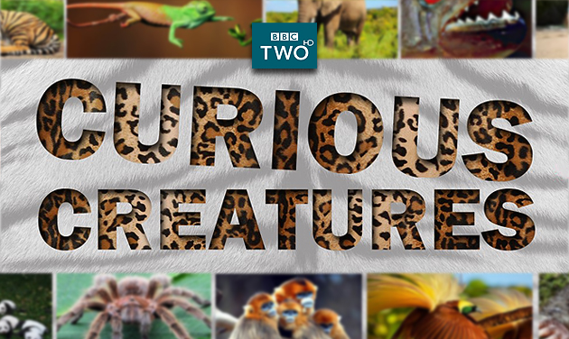 Book Tickets For Curious Creatures | Applausestore